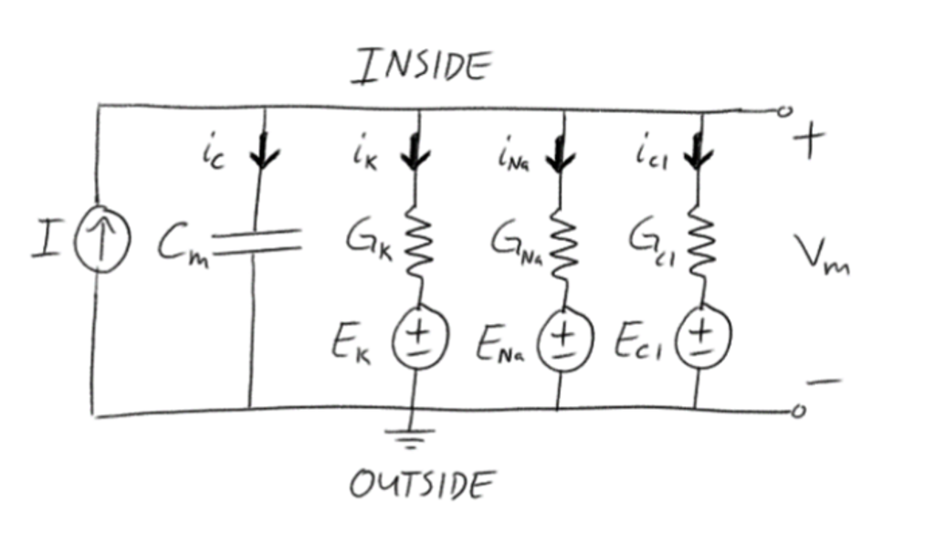 RC Circuit Model of a Neuron Using the RC Circuit | Chegg.com