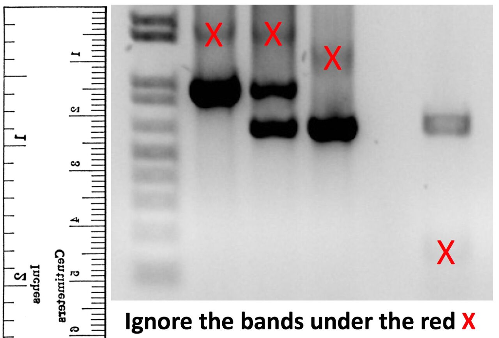 Table of measurements (distance + size) for DNA | Chegg.com