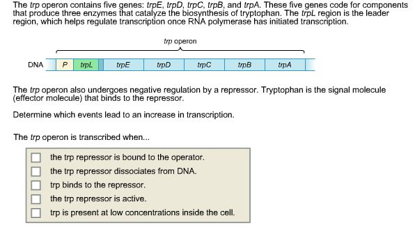 Solved The trp operon contains five genes: trpE, trpD, trpC. | Chegg.com