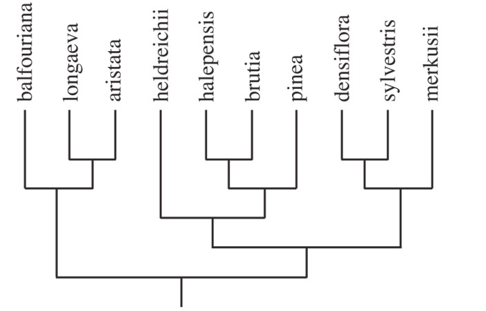 Solved 1. The cladogram below shows evolutionary | Chegg.com
