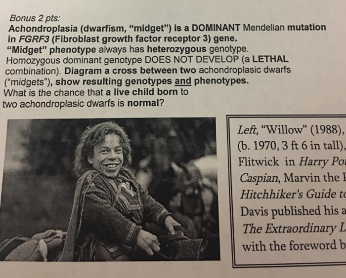 Solved Achondroplasia (dwarfism, "midget") is a DOMINANT | Chegg.com