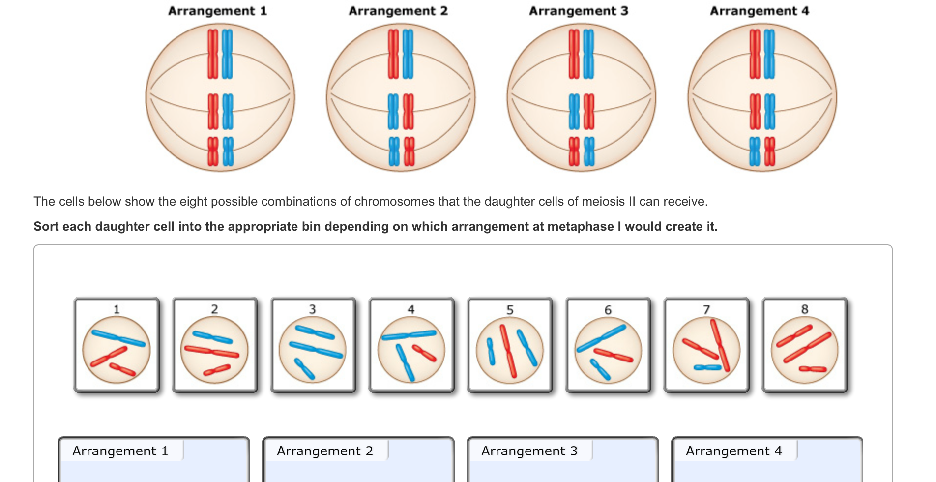 Solved Consider A Diploid Cell Where 2n 6 During Chegg