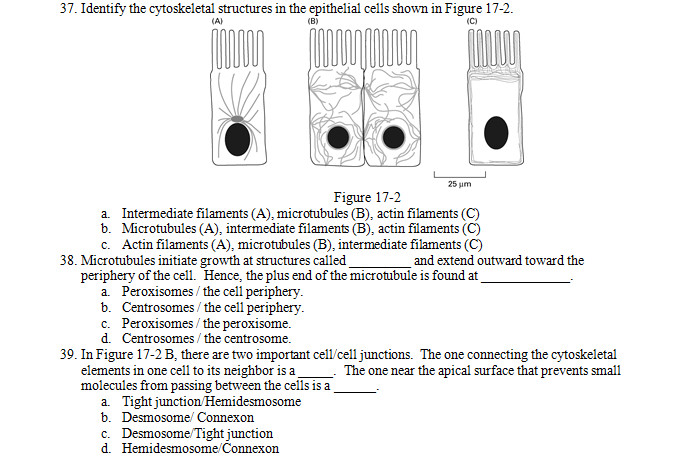 Solved Identify the cytoskeletal structures in the | Chegg.com
