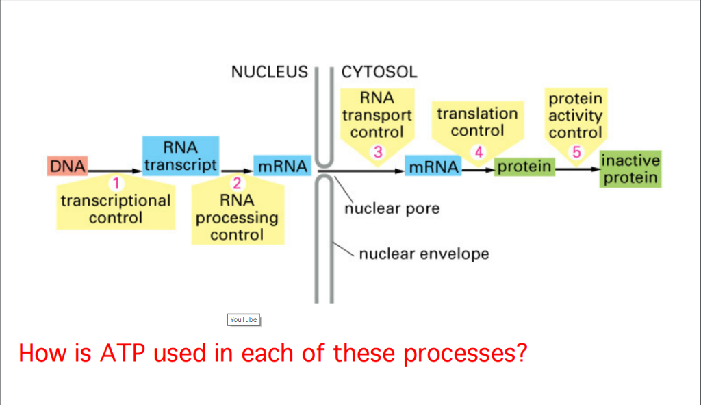 Solved How is ATP used in each of these processes? | Chegg.com