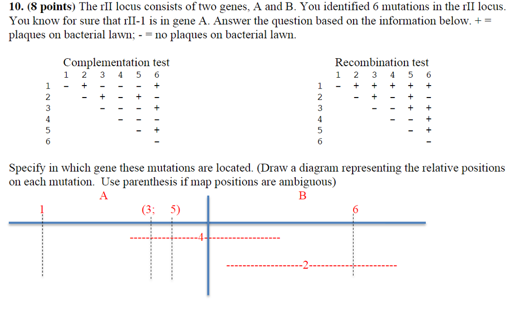 Solved 10. (8 points) The rlI locus consists of two genes, A | Chegg.com