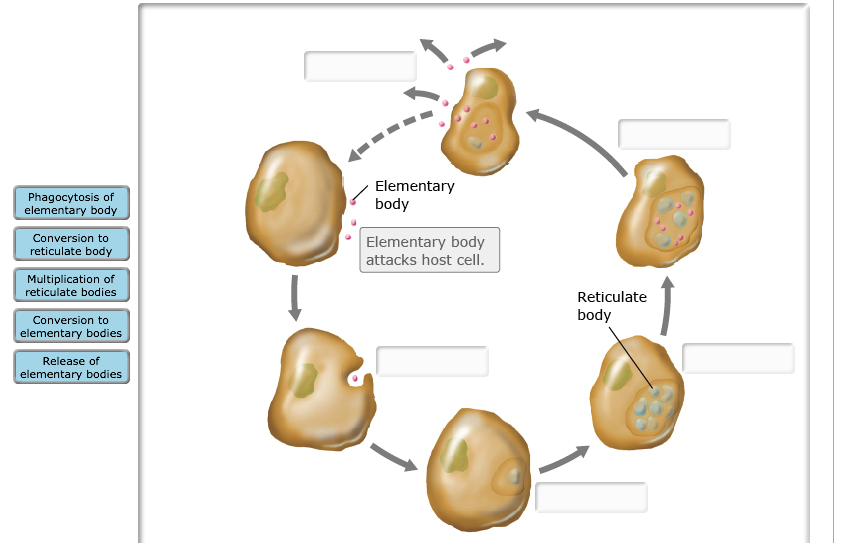 Solved Chlamydial Cells Are Interesting Because They Chegg solved-chlamydial-cells-are-interesting-because-they-chegg