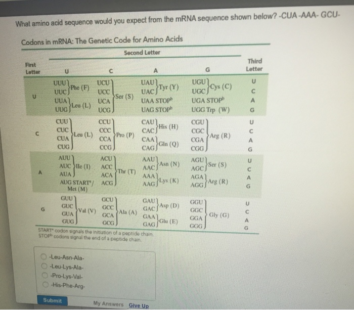 Solved What amino acid sequence would you expect from the | Chegg.com