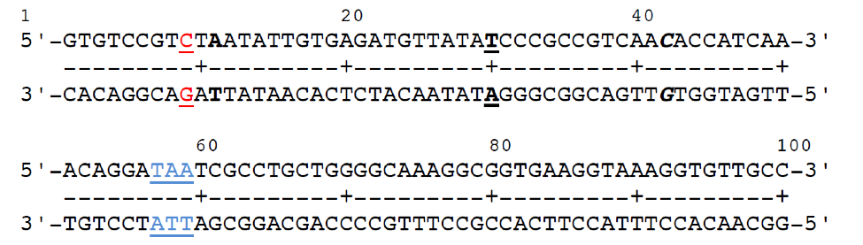 Solved Shown below is a double-stranded bacterial (E. coli) | Chegg.com