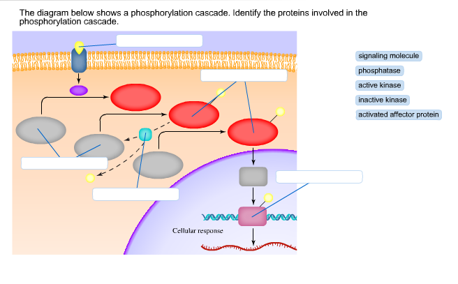 Phosphorylation Cascade