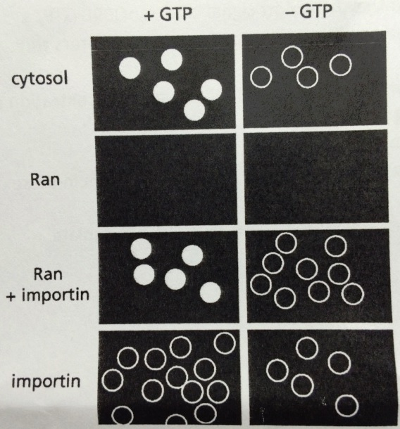 Solved Nuclear import and export are typically studied in | Chegg.com