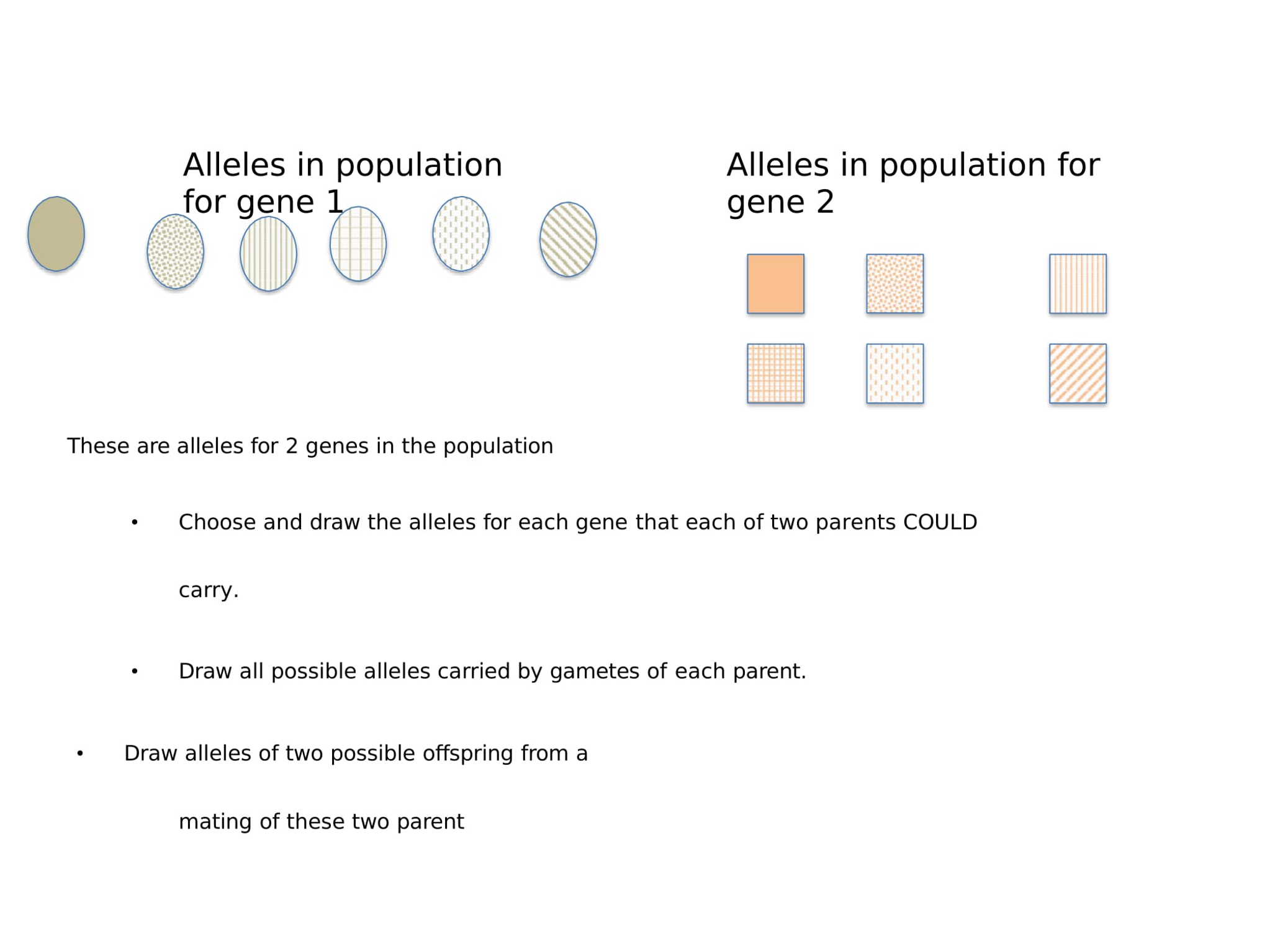 Solved These are alleles for 2 genes in the population | Chegg.com