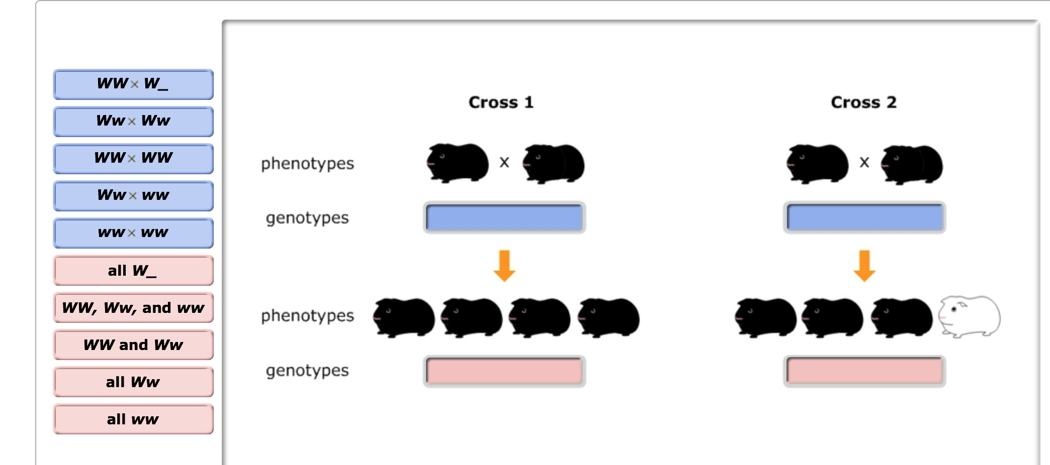 Solved In a cross between a black and a white guinea pig, | Chegg.com