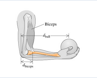 Solved The figure below shows a simplified model of the arm. | Chegg.com