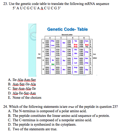 Solved 23. Use the genetic code table to translate the | Chegg.com