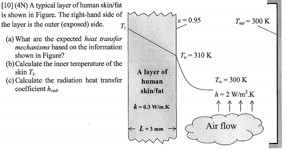 [10] (4N) A typical layer of human skin/fat is shown | Chegg.com