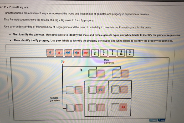 Solved Punnett squares are convenient ways to represent the | Chegg.com Solved Punnett squares are convenient ways to represent the | Chegg.com