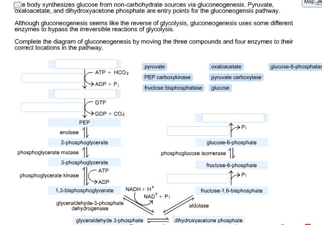 Solved The body synthesizes glucose from non-carbohydrate | Chegg.com