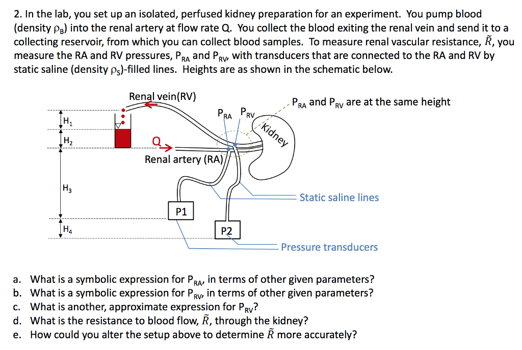 2. In the lab, you set up an isolated, perfused | Chegg.com