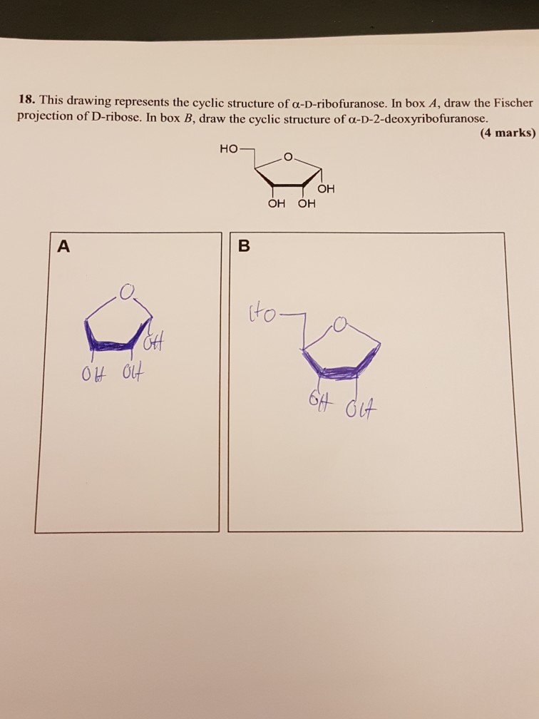 Solved 18. This drawing represents the cyclic structure of | Chegg.com