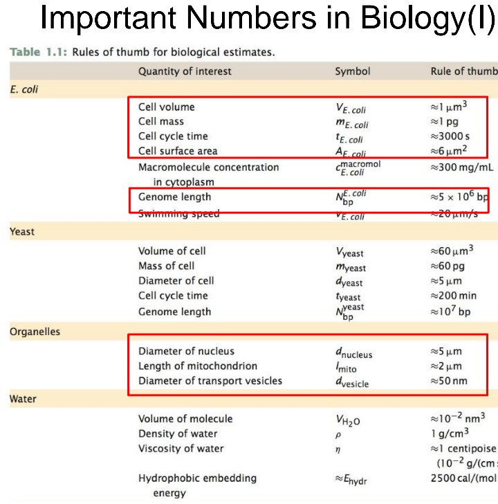 Solved 1. Let's estimate the size of genome of an E. Coli | Chegg.com Solved 1. Let's estimate the size of genome of an E. Coli | Chegg.com