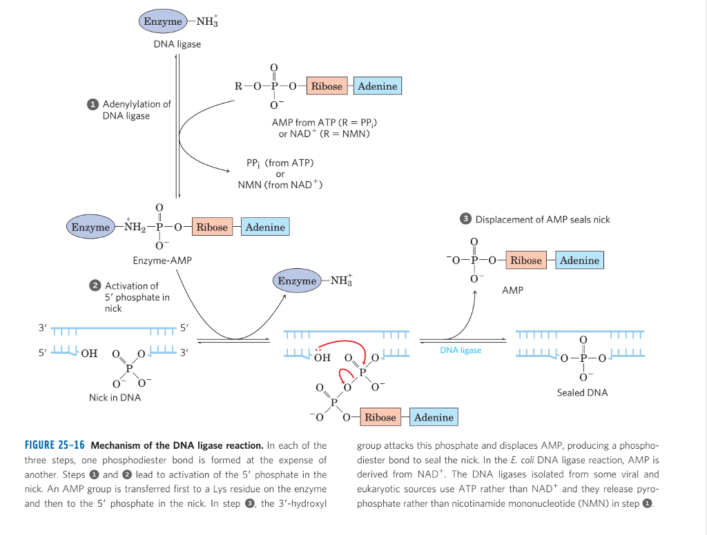 Solved b. The ligase reaction (Figure 25-16, 6th edition) is | Chegg.com
