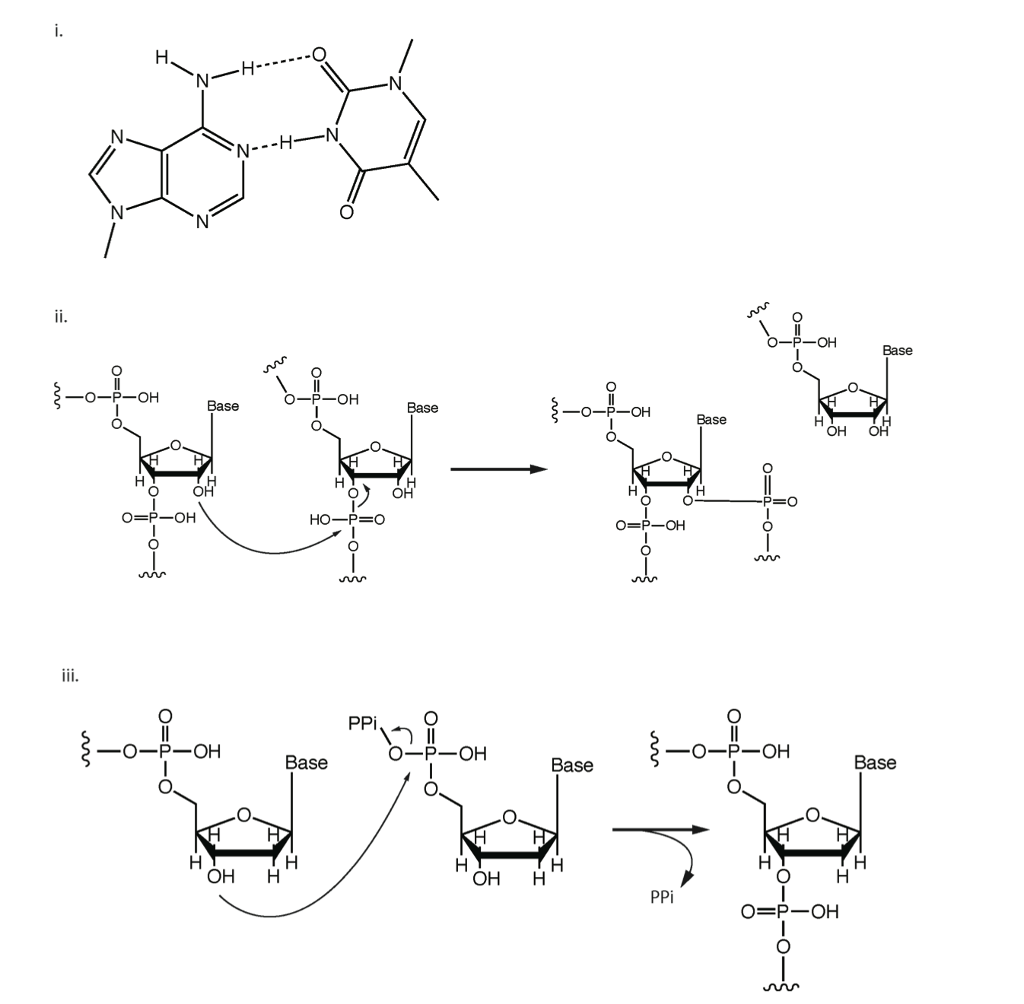 Solved 2’-O-methylation is a common regulatory modification | Chegg.com
