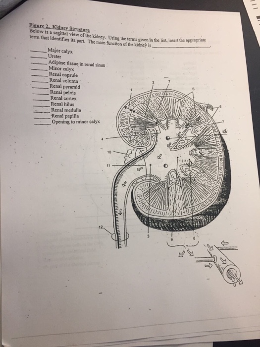 Solved Below is a sagittal view of the kidney. Using the | Chegg.com