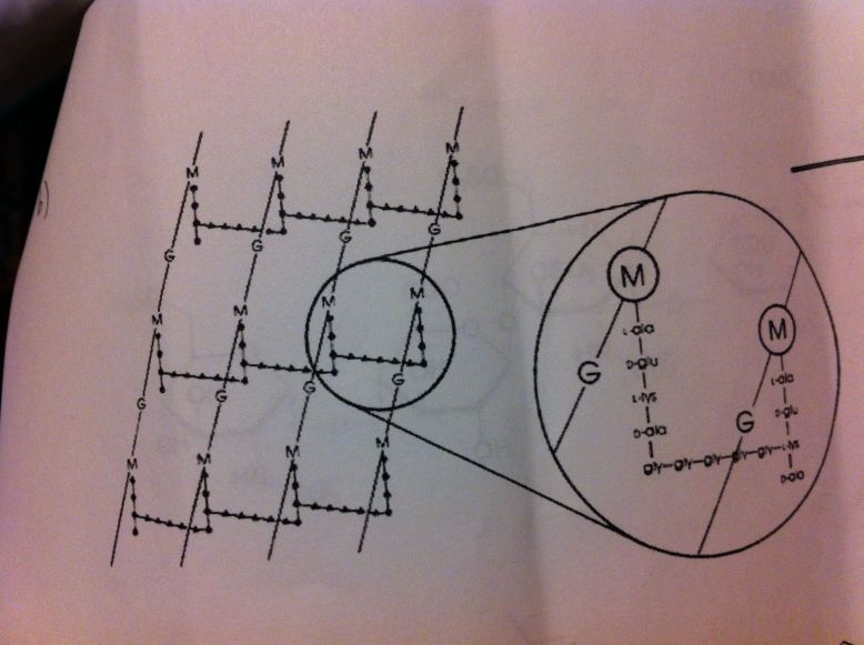 Solved Image (A) | Chegg.com