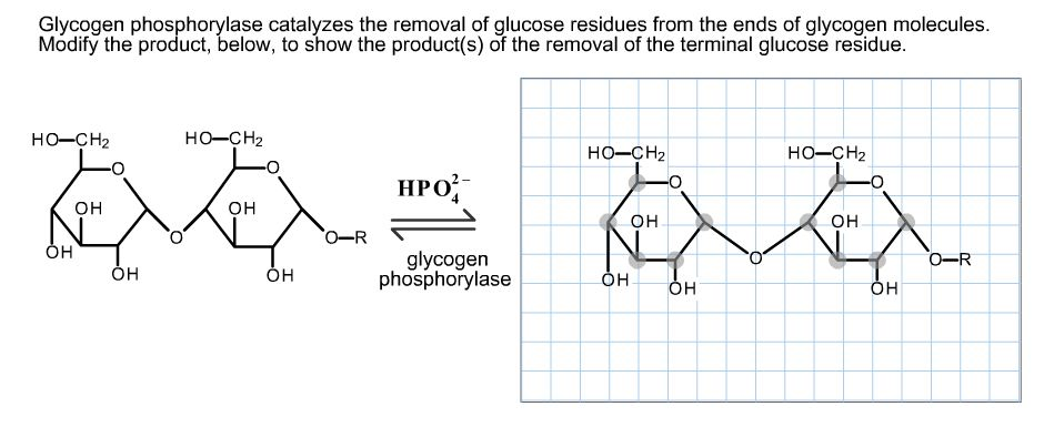Solved Glycogen phosphorylase catalyzes the removal of | Chegg.com