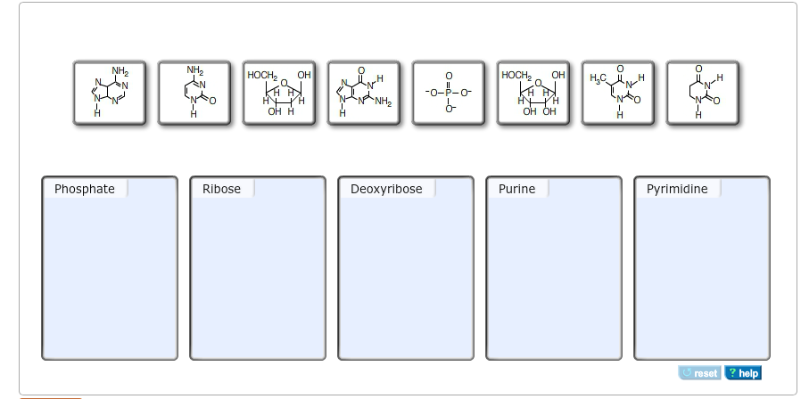 Solved Sort these nucleotide building blocks by their name | Chegg.com