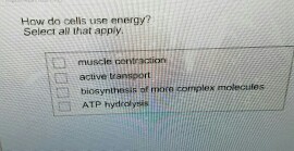 Solved How do cells use energy? Select that apply. muscle | Chegg.com