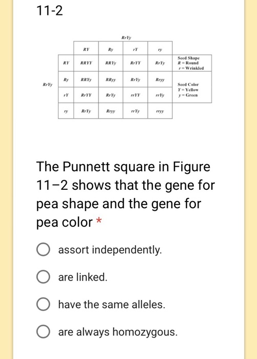 Solved Tall In the Punnett square shown in Figure 11-1, | Chegg.com