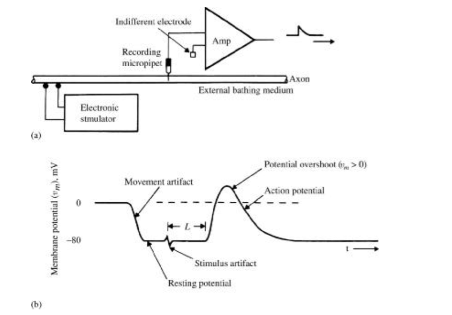 Solved The axon action potential (AAP) is shown in Figure | Chegg.com