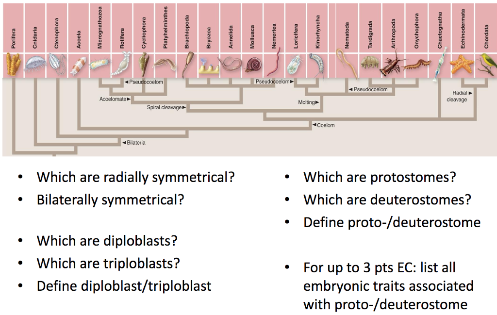 Solved 2 Pseudocoe Radial Acoelomate Molting Spiral cleavage | Chegg.com