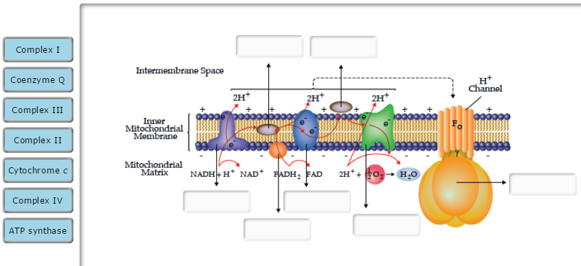 Solved Complex I Coenzyme Q Complex III Complex II | Chegg.com