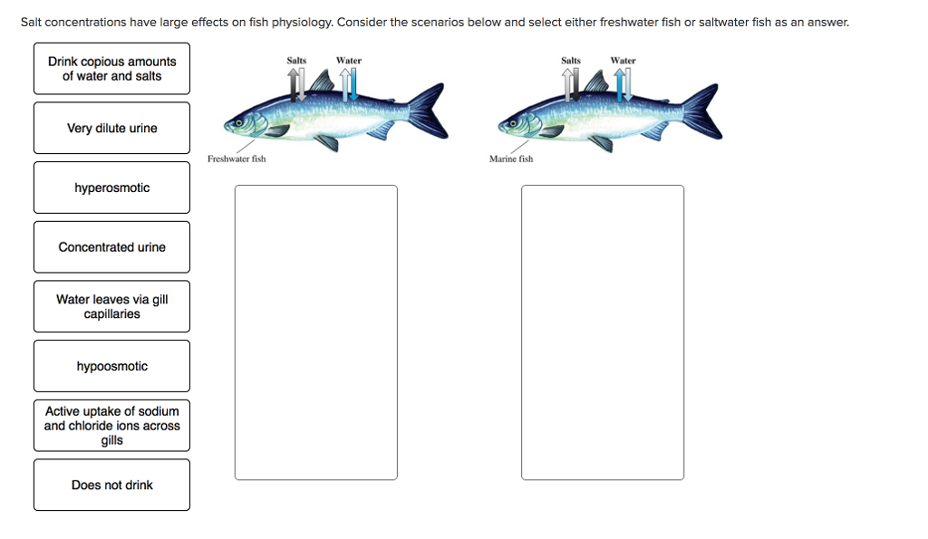 Solved Salt concentrations have large effects on fish | Chegg.com Solved Salt concentrations have large effects on fish | Chegg.com
