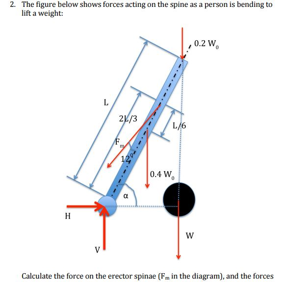 Solved The figure below shows forces acting on the spine as | Chegg.com
