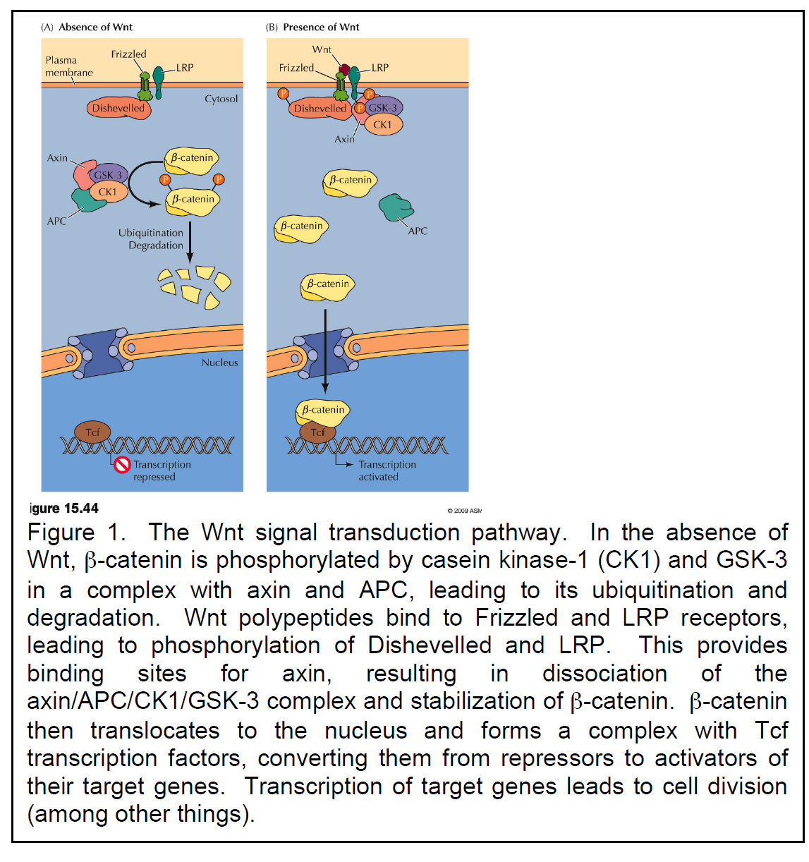 Solved Consider the Wnt signal transduction pathway in the | Chegg.com