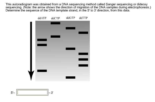 Solved This autoradiogram was obtained from a DNA sequencing | Chegg.com