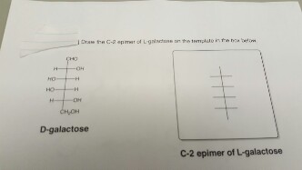 Solved D-galactose C-2 epimer of L-galactose | Chegg.com