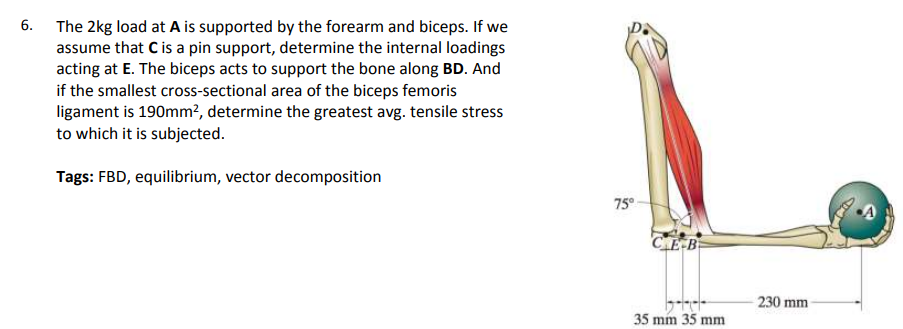 Solved 6. The 2kg load at A is supported by the forearm and | Chegg.com