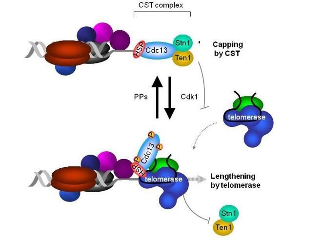 Cdc13 forms separate complexes with different | Chegg.com