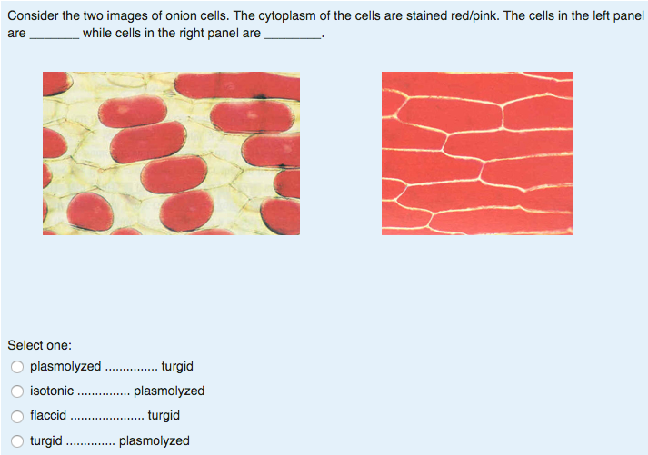 Labeled Red Onion Cell