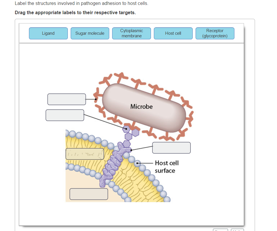 Solved Label the structures involved in pathogen adhesion to | Chegg.com
