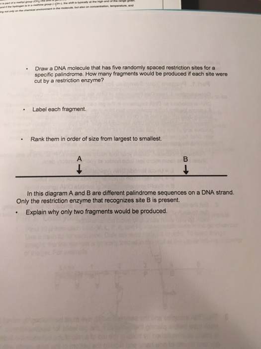 Solved Draw a DNA molecule that has five randomly spaced | Chegg.com