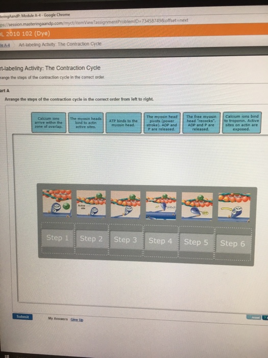Solved Range the steps of the contraction cycle in the | Chegg.com
