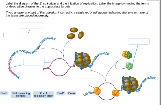 Solved Label the diagram of the E. coli origin and the | Chegg.com