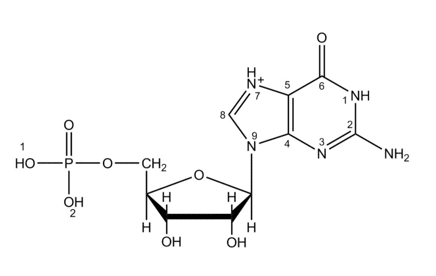 Guanosine Monophosphate