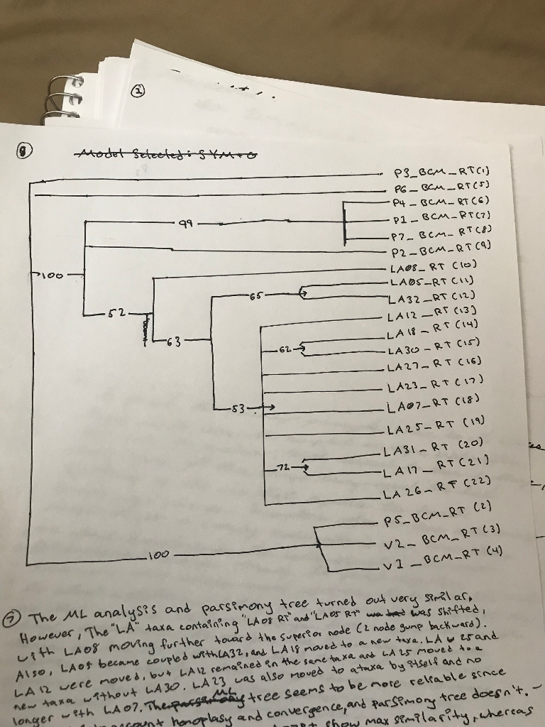 Solved Bootstrap consensus tree P4 BCM RT P1 BCM RT P7 BCM | Chegg.com