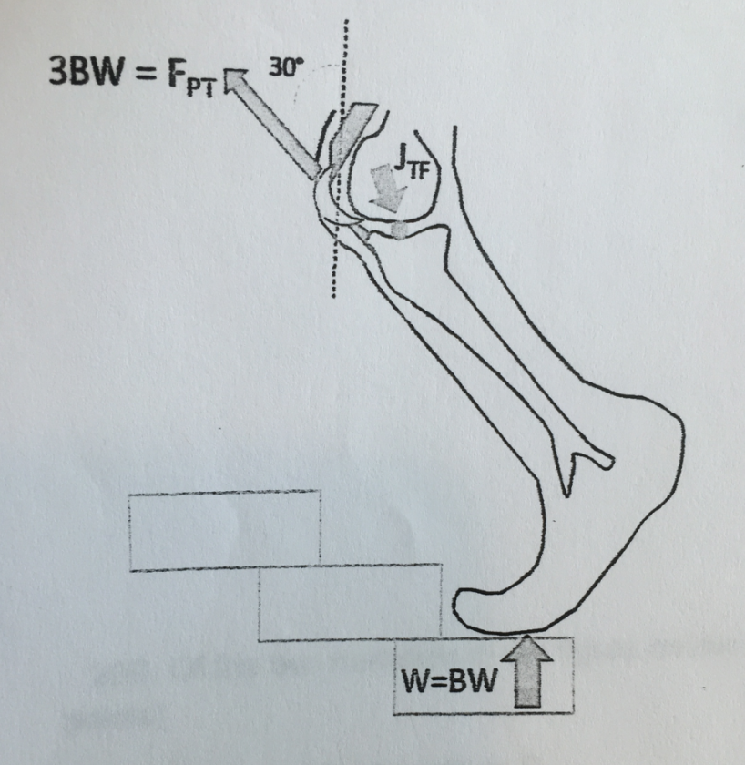 Solved Calculate the magnitude of the joint reaction force | Chegg.com
